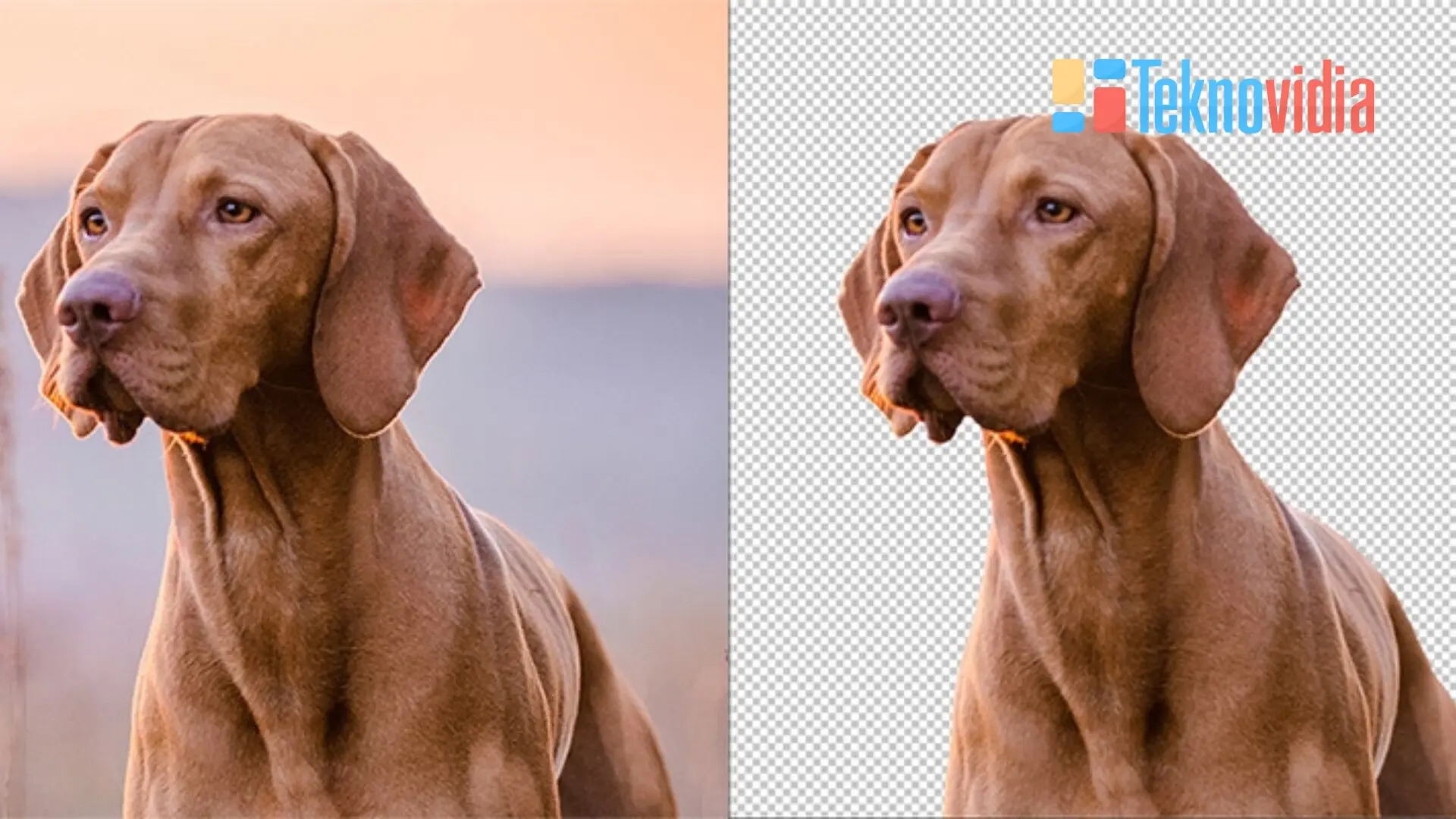 Cara Menghapus Background Di Photoshop : 5 Metode Mudah - Teknovidia